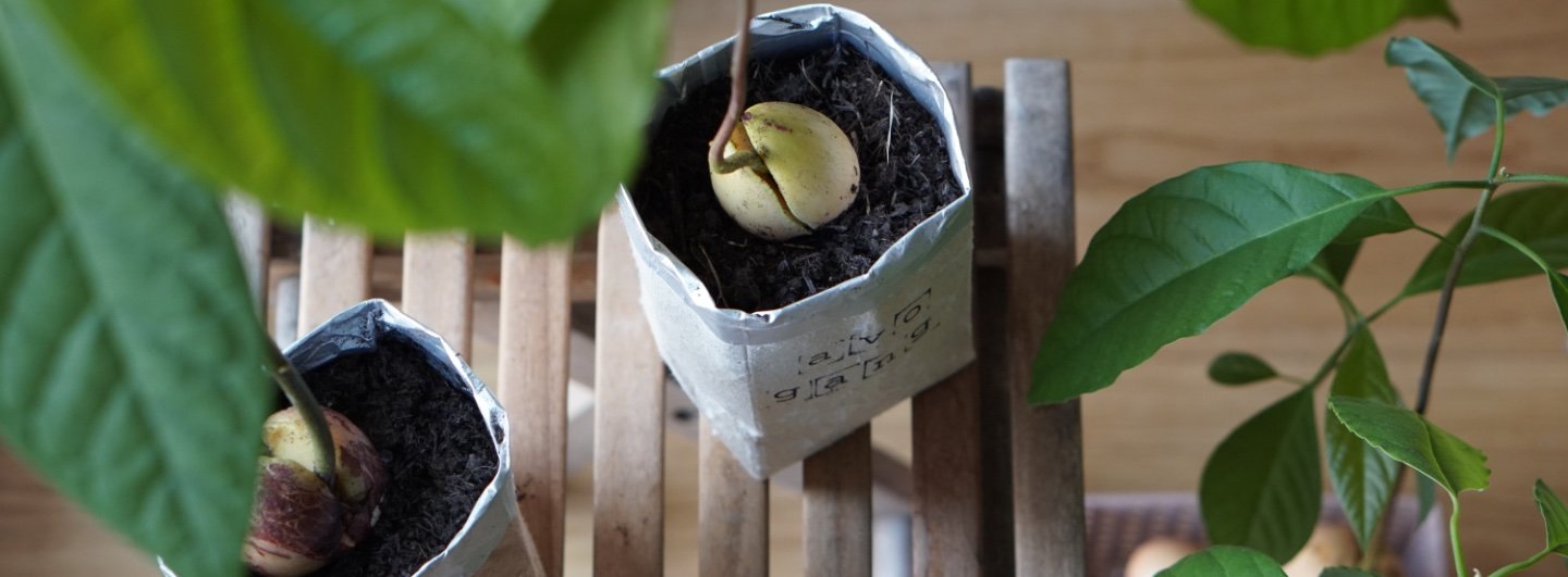 Avocado pflanzen - So klappt es garantiert › die kleine Botin